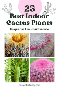 25 Types of Indoor Cactus Plants | Houseplant Alley