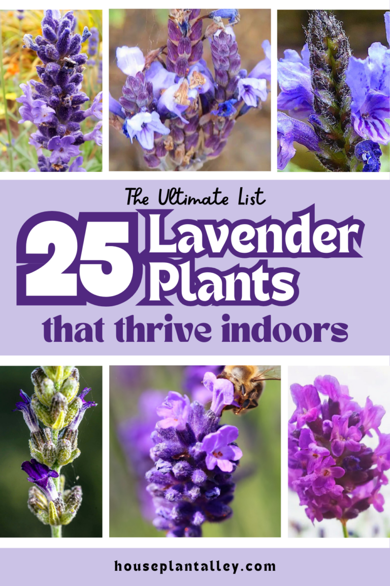 25 Types of Lavender Plants for Indoor | Houseplant Alley