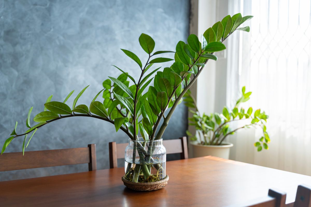 The Ultimate Indoor Care Guide for ZZ Plant (Zamioculcas zamiifolia ...