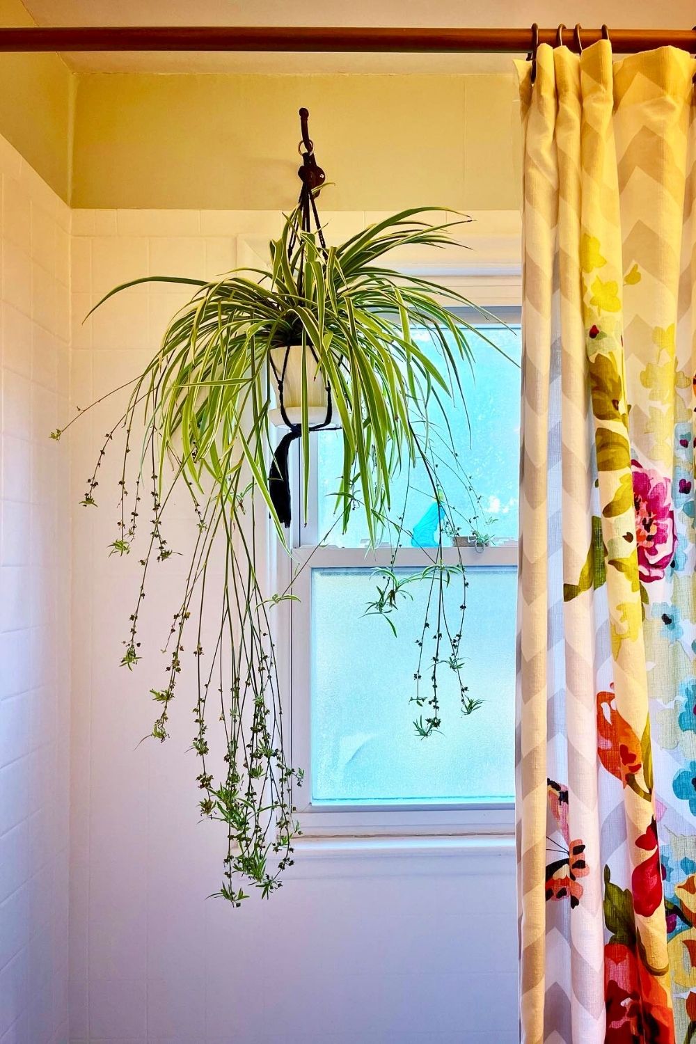 Transform Your Space: Creative Spider Plant Decor Ideas | Houseplant Alley