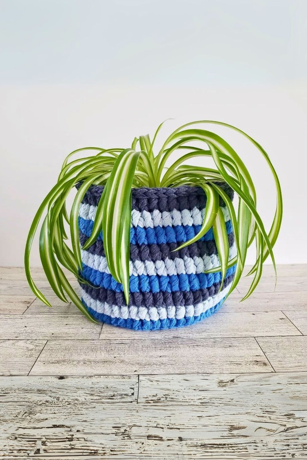 Transform Your Space: Creative Spider Plant Decor Ideas | Houseplant Alley