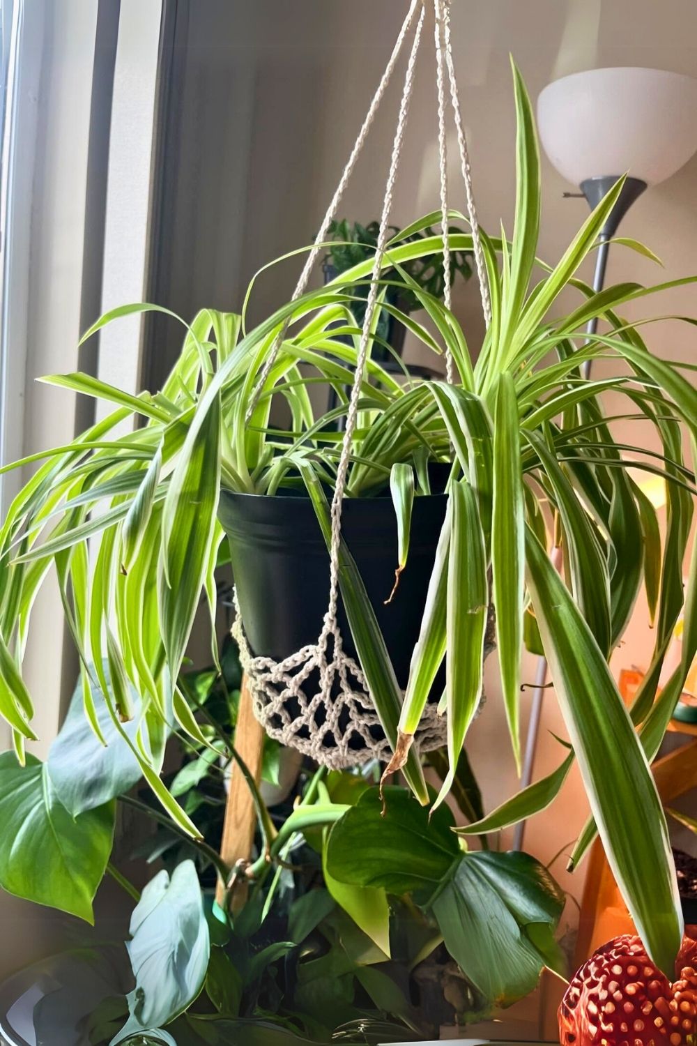 Transform Your Space: Creative Spider Plant Decor Ideas | Houseplant Alley