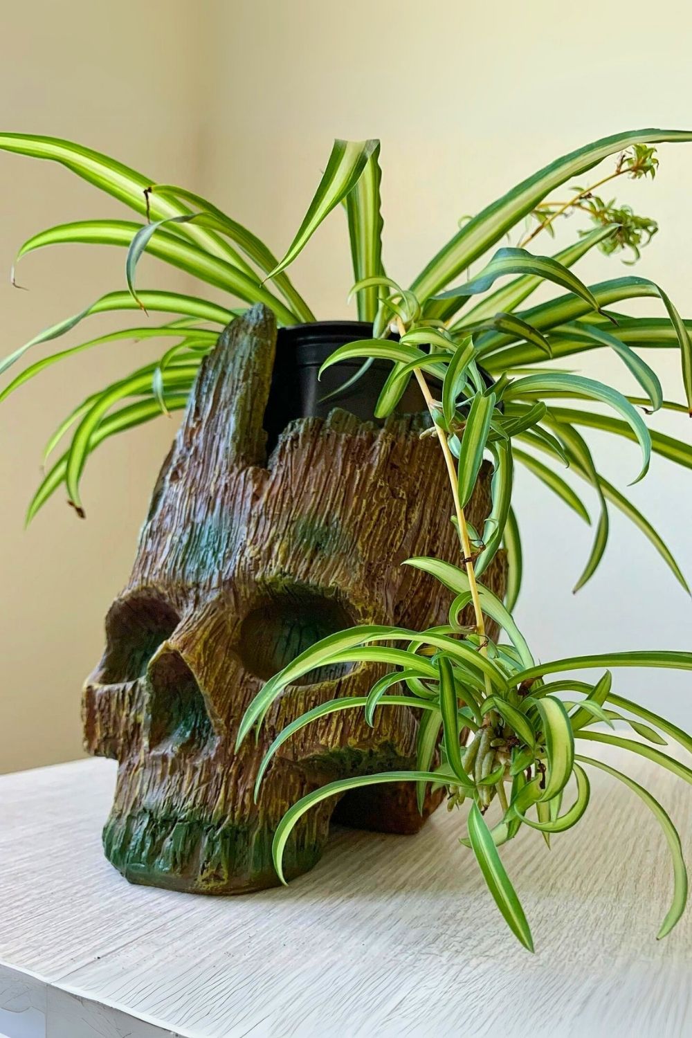 Transform Your Space: Creative Spider Plant Decor Ideas | Houseplant Alley