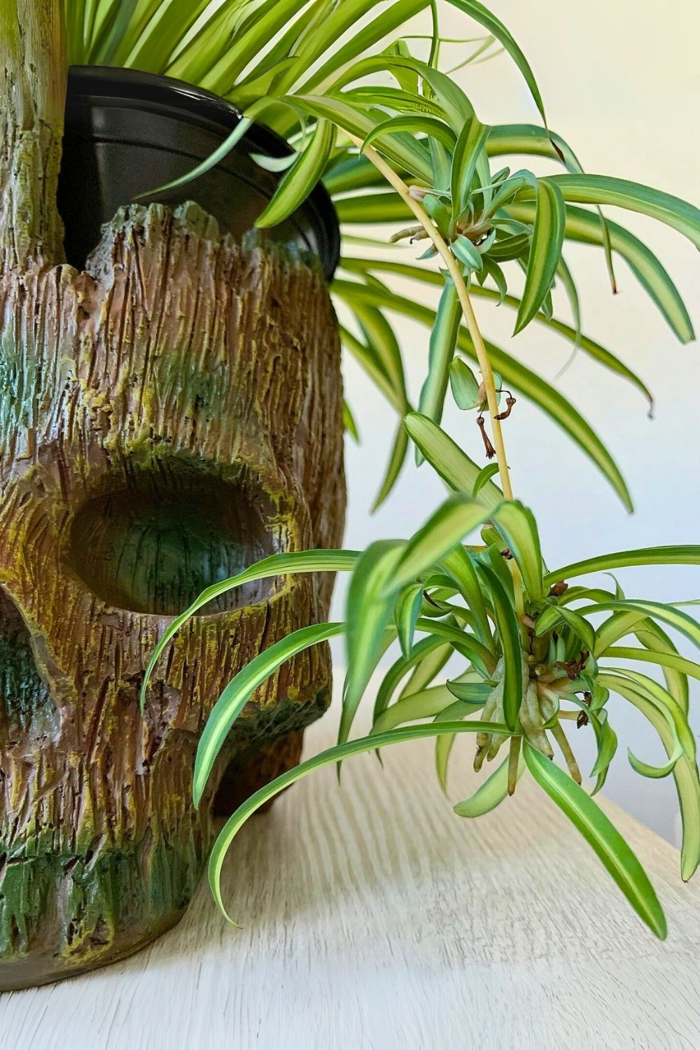 Transform Your Space: Creative Spider Plant Decor Ideas | Houseplant Alley