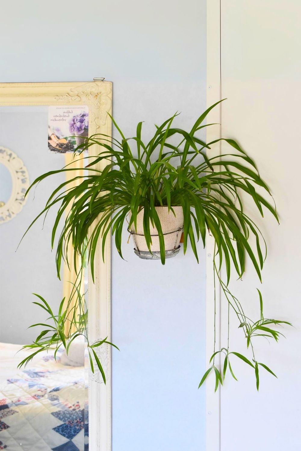 Transform Your Space: Creative Spider Plant Decor Ideas | Houseplant Alley