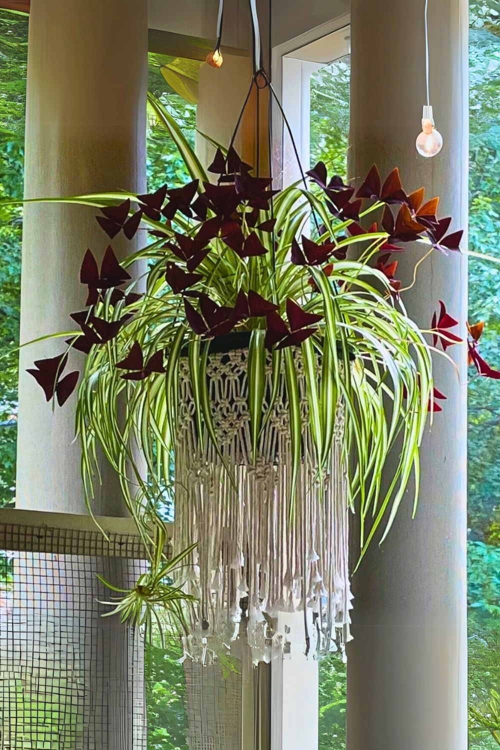 Transform Your Space: Creative Spider Plant Decor Ideas | Houseplant Alley