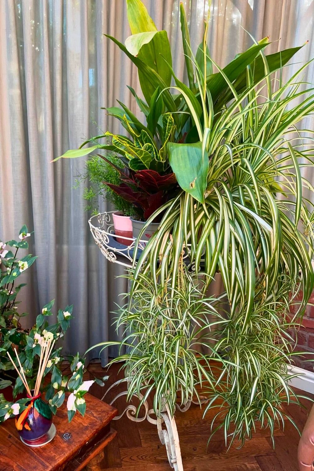 Transform Your Space: Creative Spider Plant Decor Ideas | Houseplant Alley