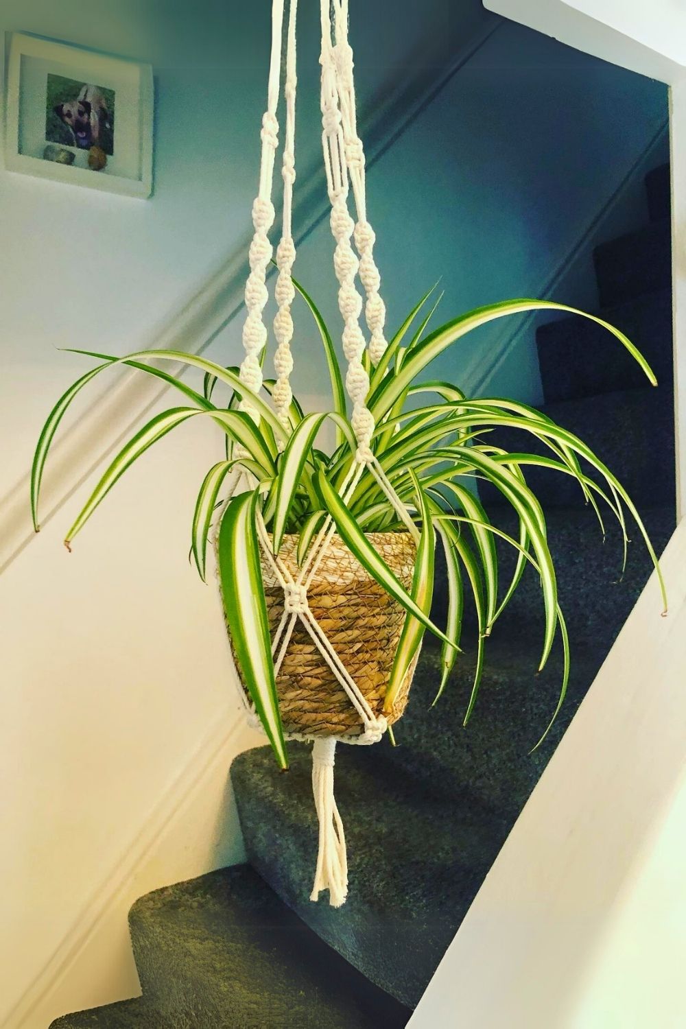 Transform Your Space: Creative Spider Plant Decor Ideas | Houseplant Alley