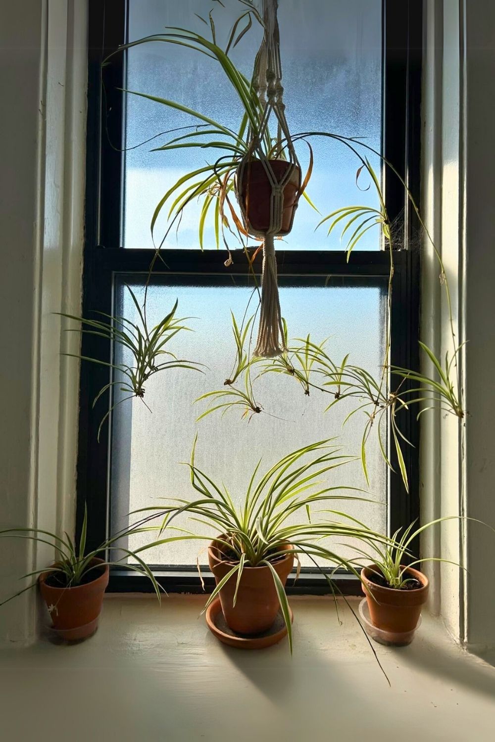 Transform Your Space: Creative Spider Plant Decor Ideas | Houseplant Alley