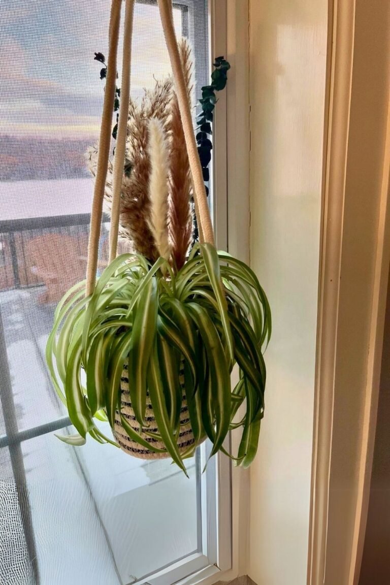 Transform Your Space: Creative Spider Plant Decor Ideas | Houseplant Alley