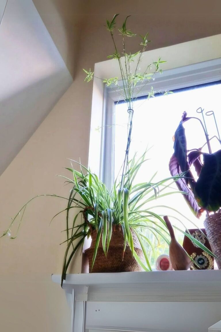 Transform Your Space: Creative Spider Plant Decor Ideas | Houseplant Alley