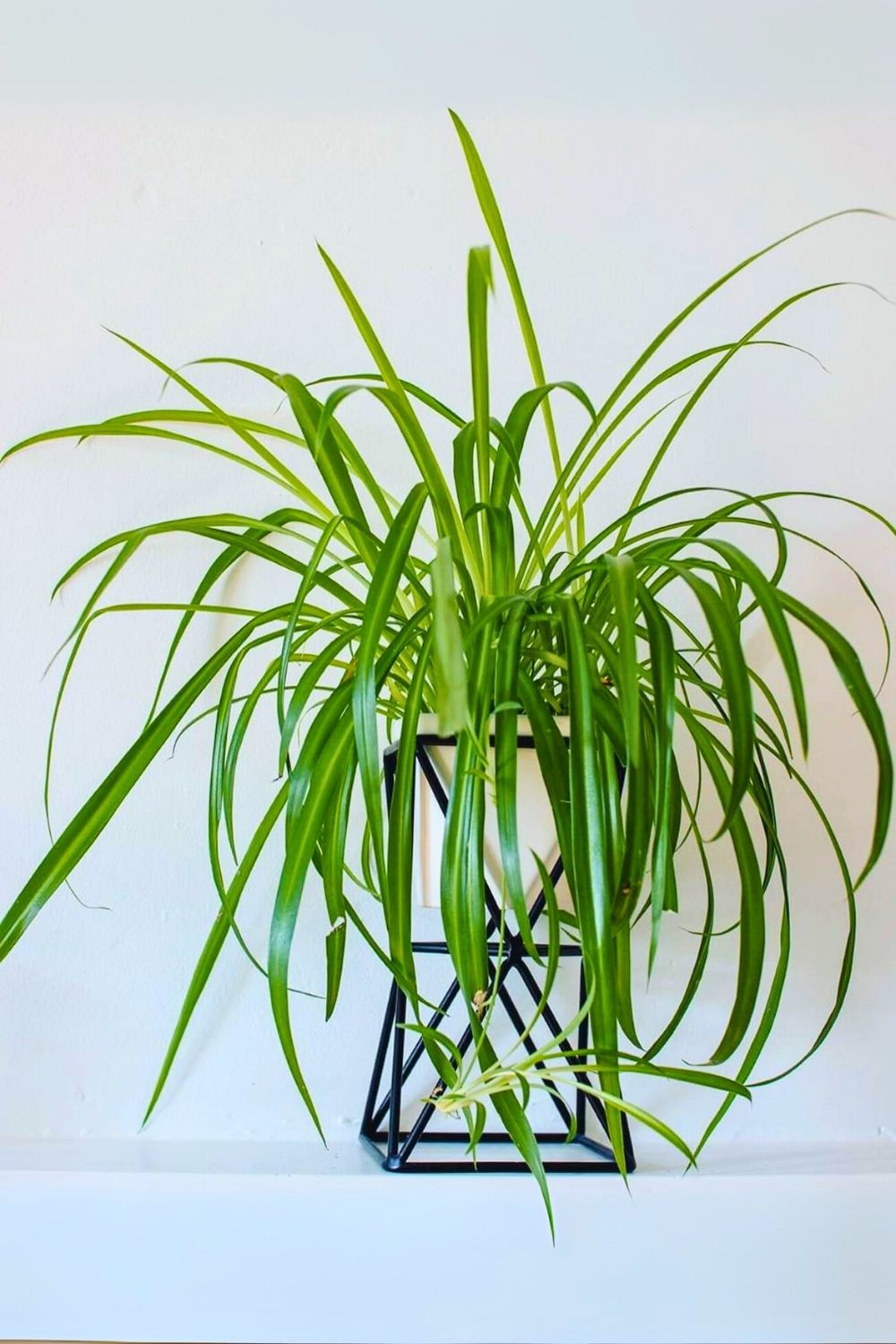 Transform Your Space: Creative Spider Plant Decor Ideas | Houseplant Alley