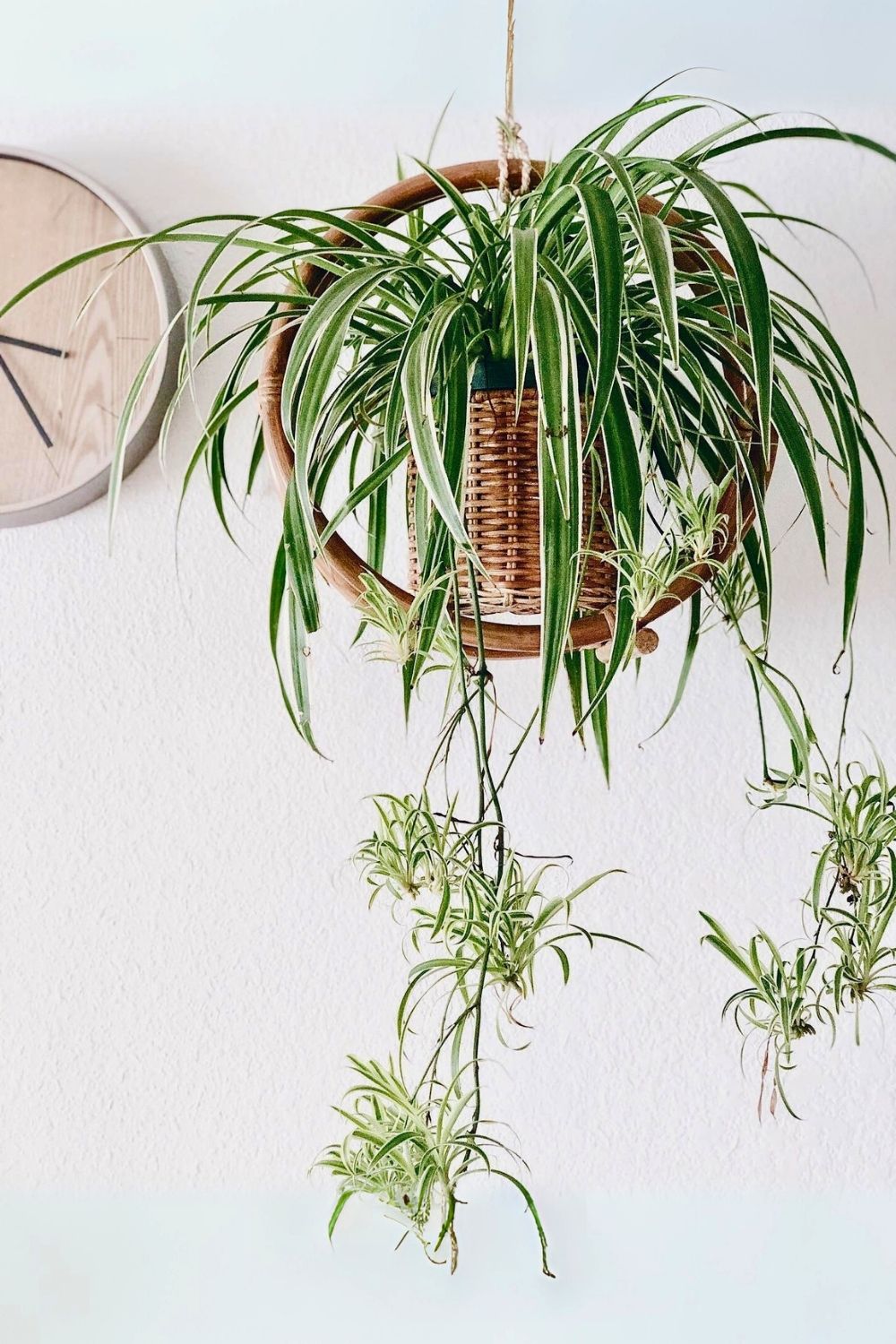 Transform Your Space: Creative Spider Plant Decor Ideas | Houseplant Alley