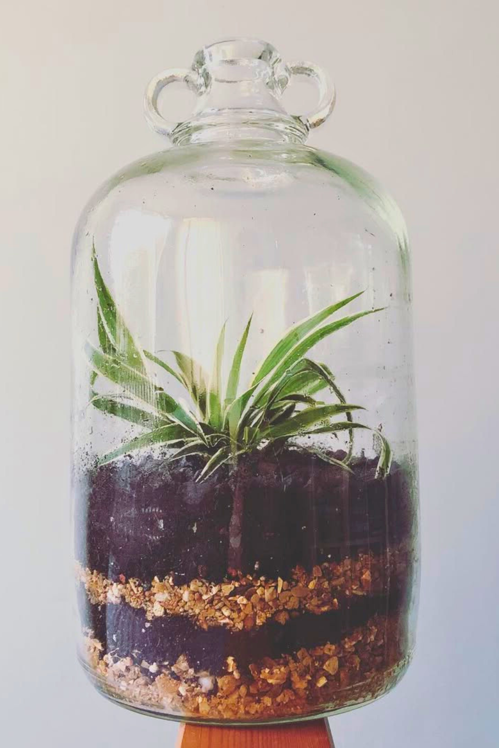 Transform Your Space: Creative Spider Plant Decor Ideas | Houseplant Alley