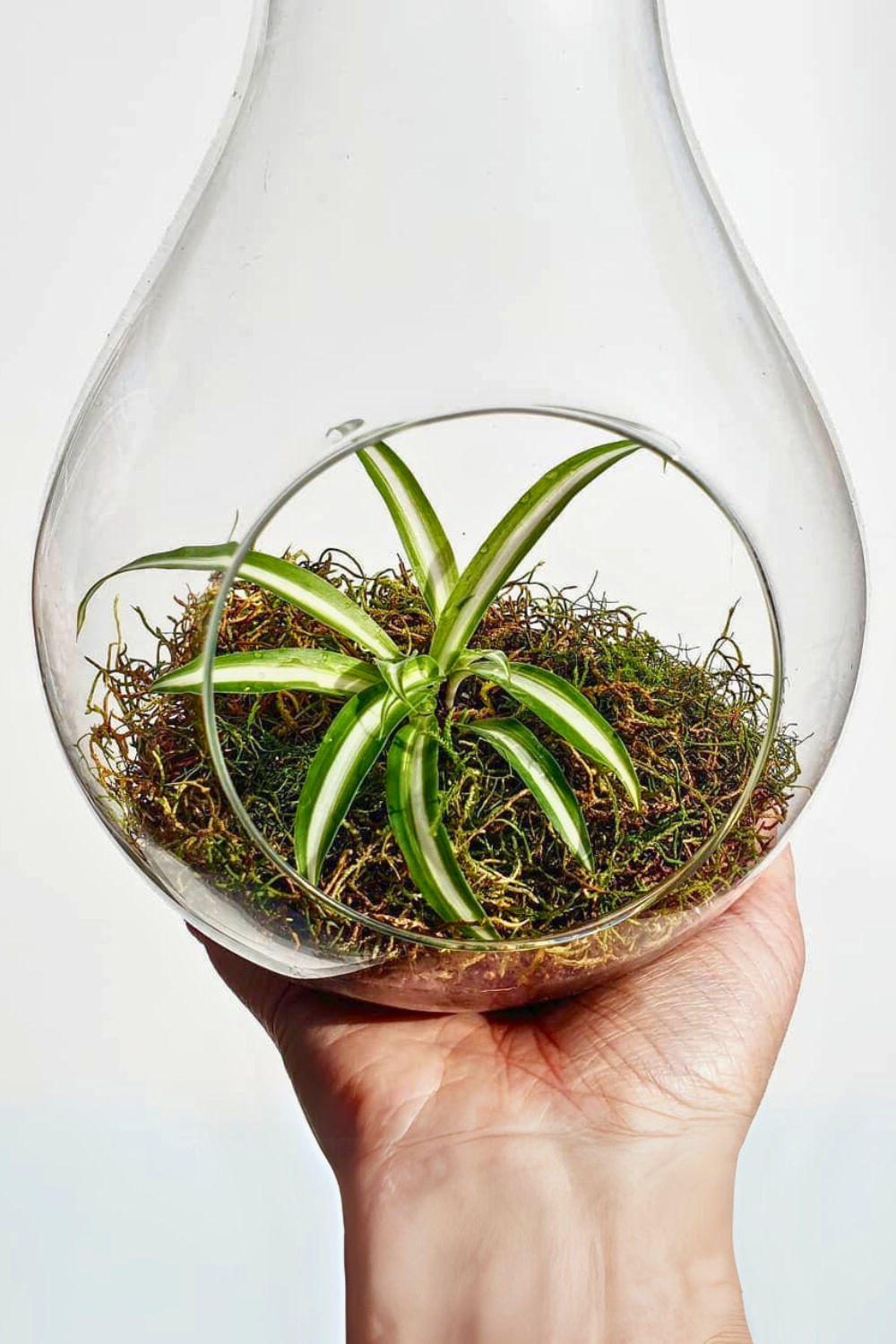 Transform Your Space: Creative Spider Plant Decor Ideas | Houseplant Alley