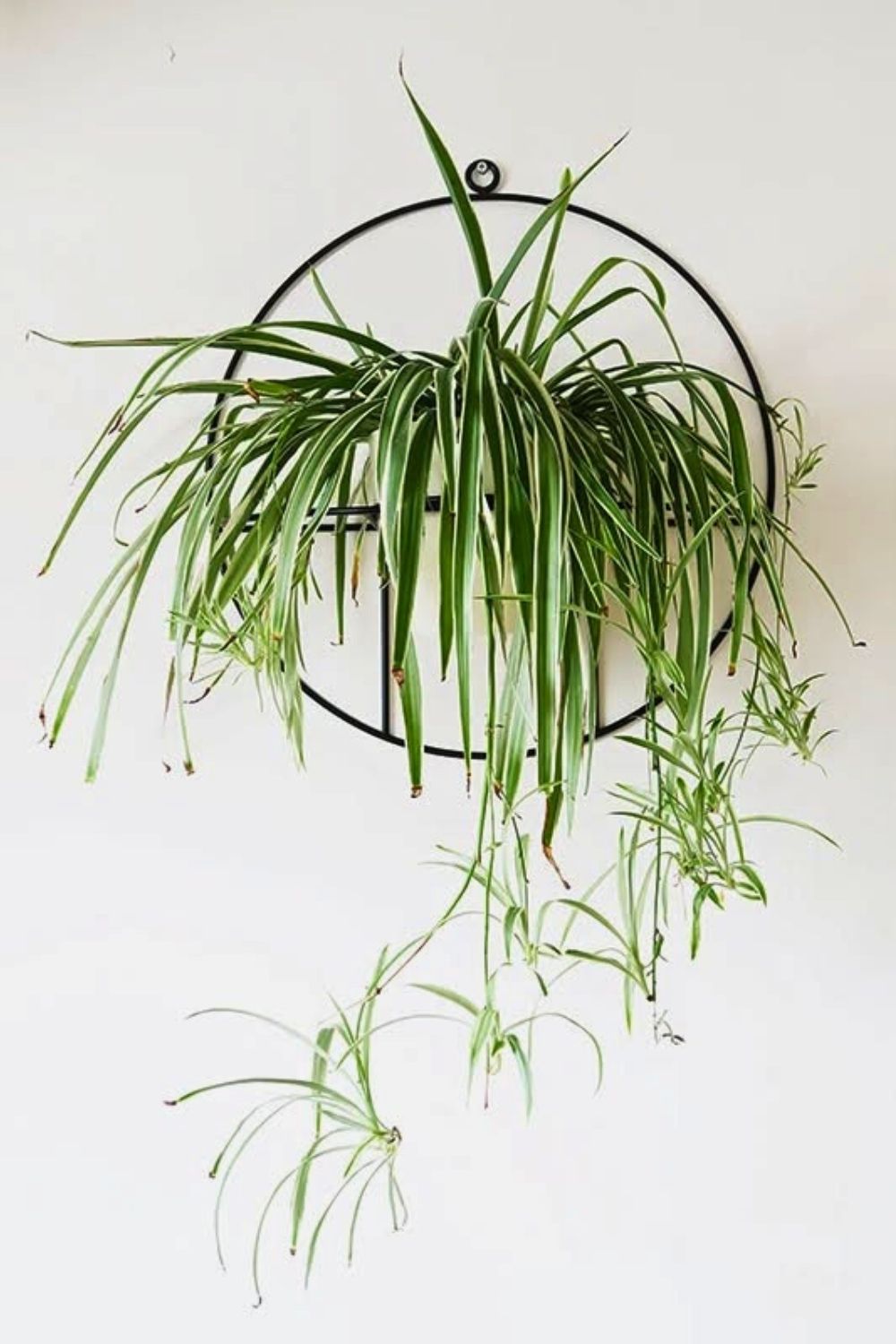 Transform Your Space: Creative Spider Plant Decor Ideas | Houseplant Alley