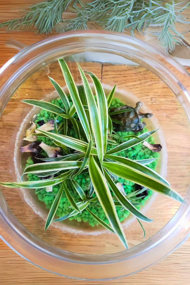 Transform Your Space: Creative Spider Plant Decor Ideas | Houseplant Alley