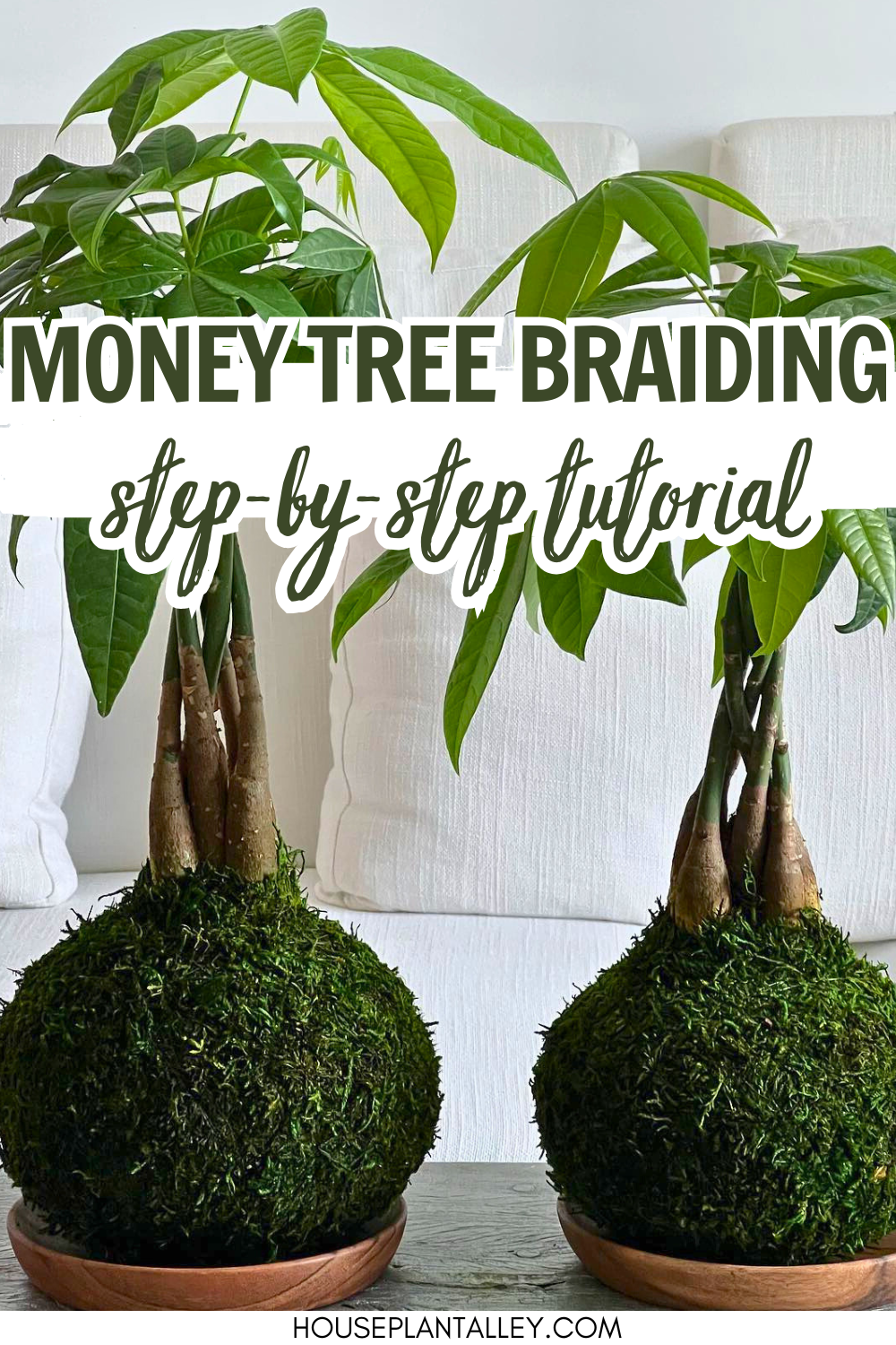 How to Braid a Money Tree Plant: A Comprehensive Guide | Houseplant Alley