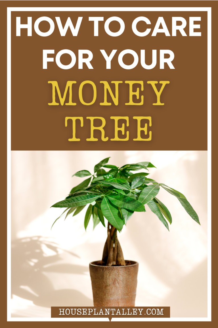 Essential Care Tips for a Thriving Money Tree Plant | Houseplant Alley