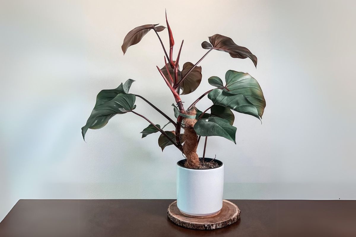 Philodendron Erubescens Care Guide | Houseplant Alley