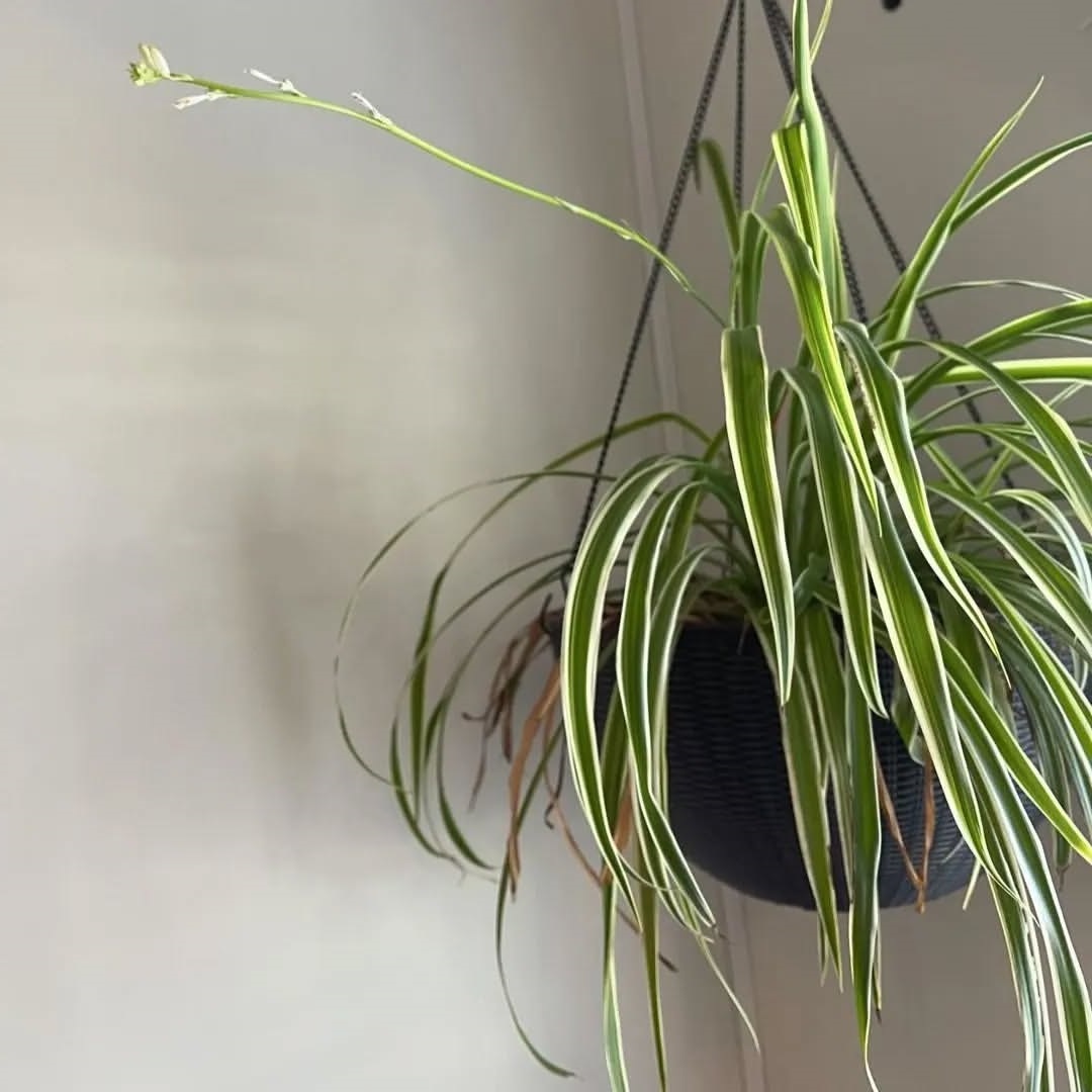Revive Your Spider Plant: Tackling Brown Tips with Flair | Houseplant Alley