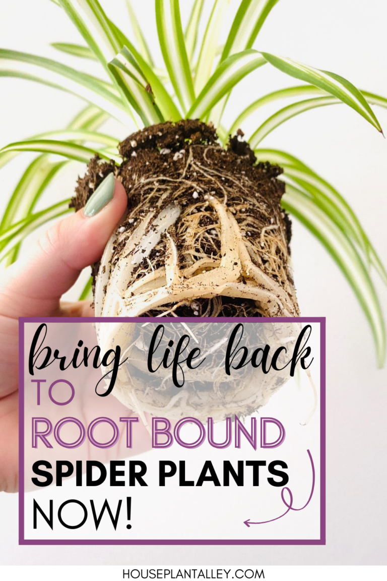 Do Spider Plants Thrive When Root Bound? | Houseplant Alley