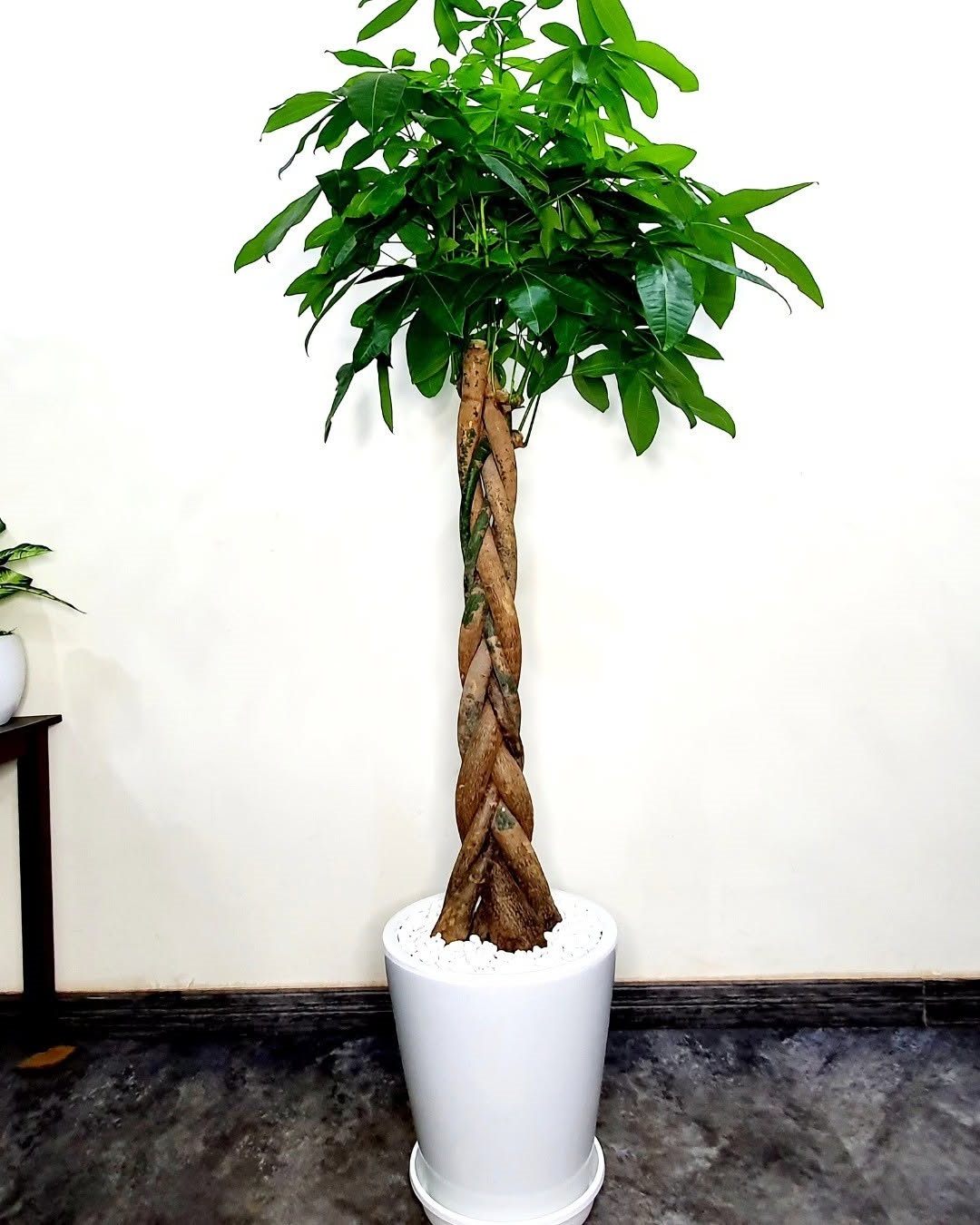 How to Braid a Money Tree Plant: A Comprehensive Guide | Houseplant Alley