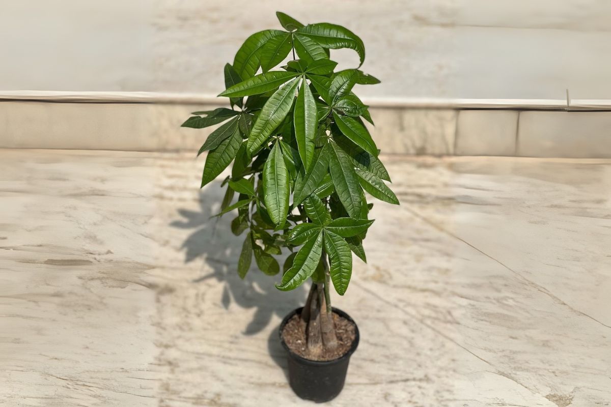 Repotting Your Money Tree: A Guide to a Thriving, Happy Plant ...