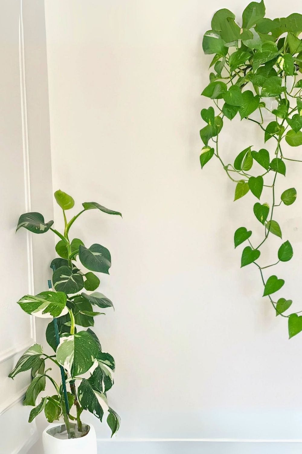60 Creative Ideas to Decorate Your Home with Money Plants | Houseplant ...