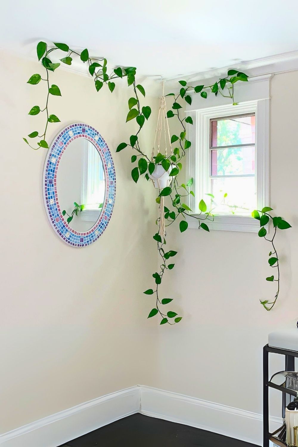 60 Creative Ideas to Decorate Your Home with Money Plants | Houseplant ...