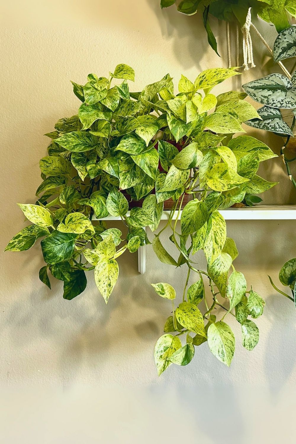 60 Creative Ideas to Decorate Your Home with Money Plants | Houseplant ...
