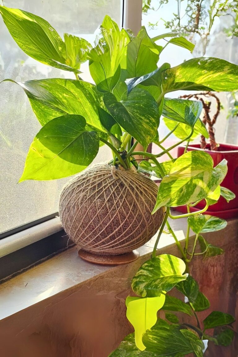 60 Creative Ideas to Decorate Your Home with Money Plants | Houseplant ...