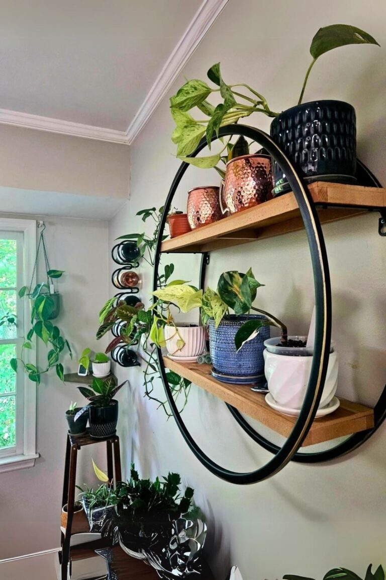 60 Creative Ideas to Decorate Your Home with Money Plants | Houseplant ...