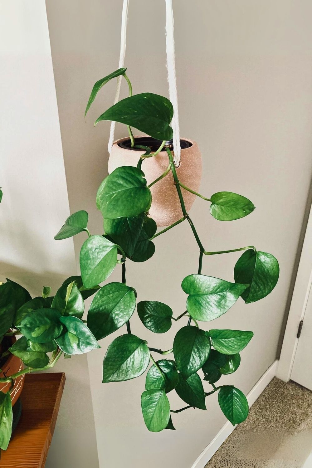 60 Creative Ideas to Decorate Your Home with Money Plants | Houseplant ...