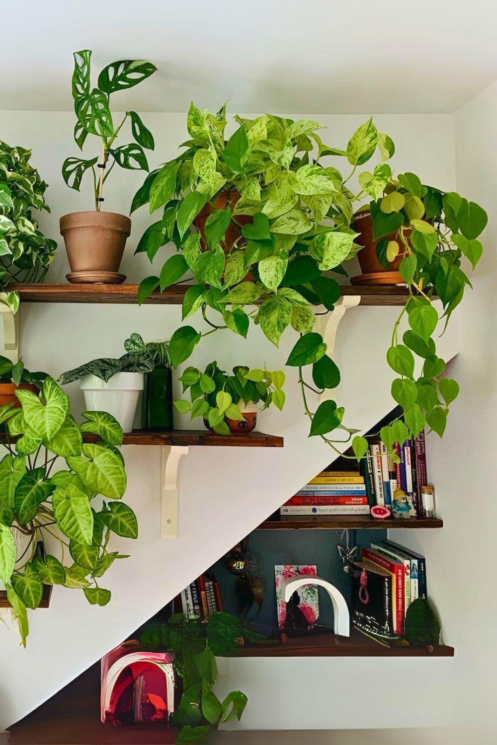 60 Creative Ideas to Decorate Your Home with Money Plants | Houseplant ...