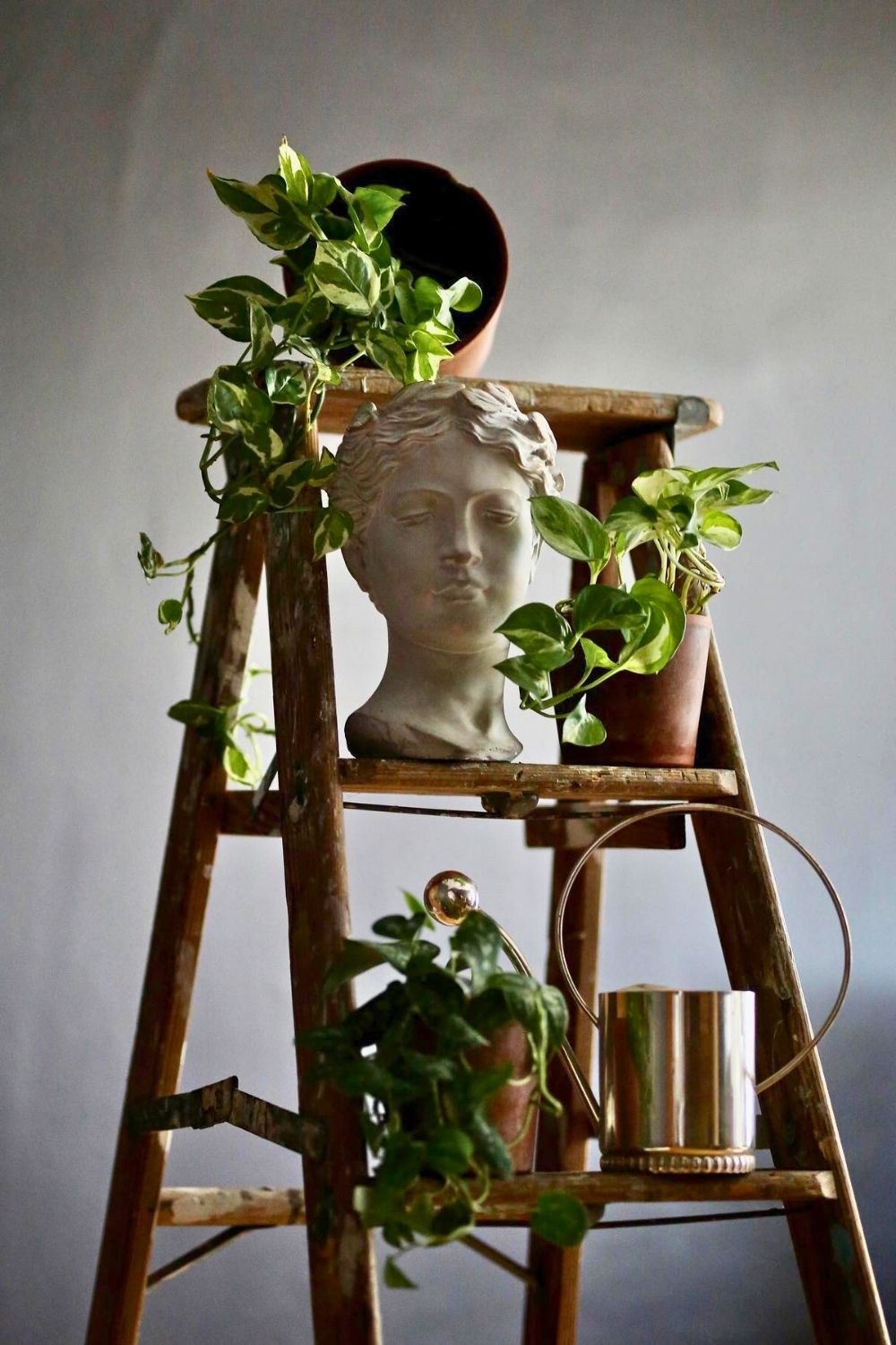 60 Creative Ideas to Decorate Your Home with Money Plants | Houseplant ...
