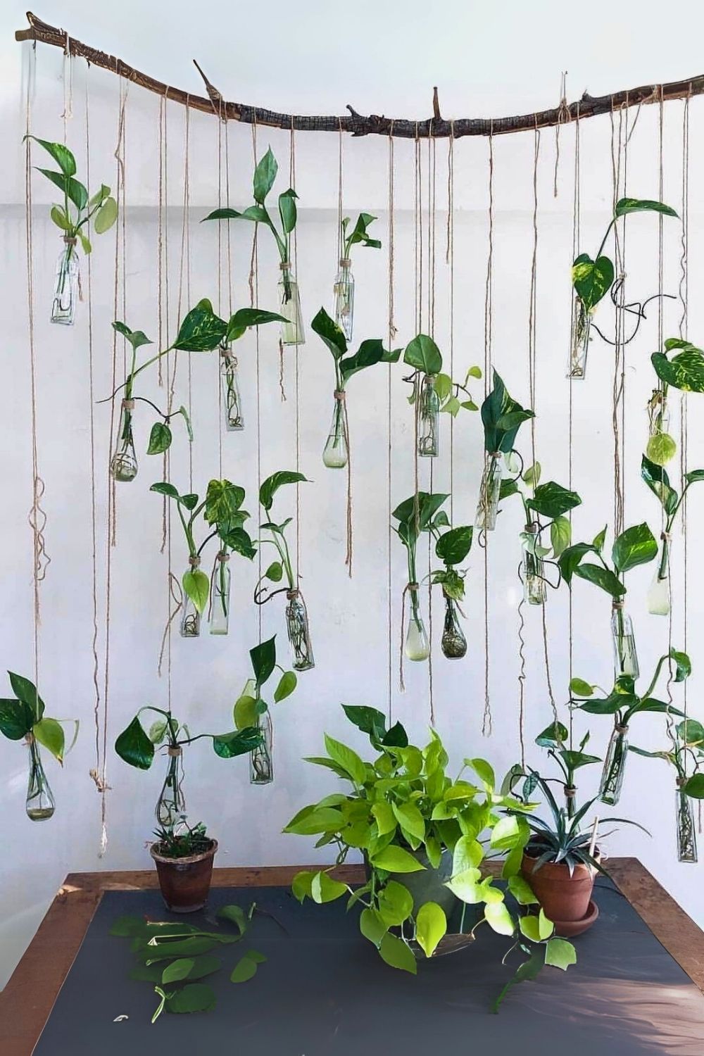60 Creative Ideas to Decorate Your Home with Money Plants | Houseplant ...