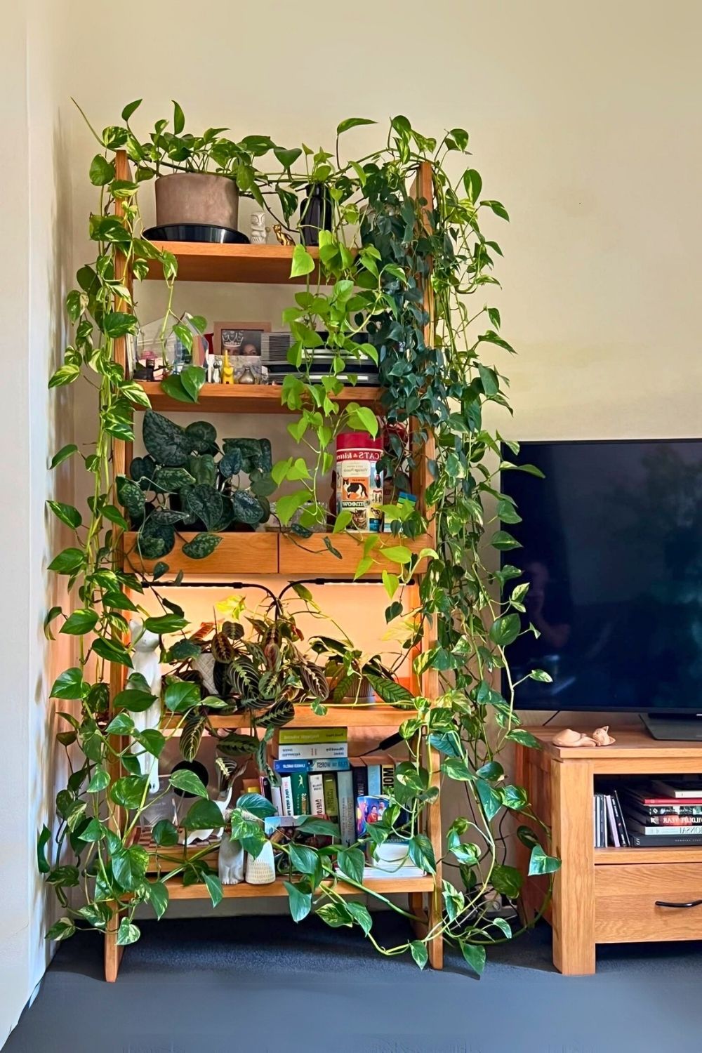 60 Creative Ideas to Decorate Your Home with Money Plants | Houseplant ...