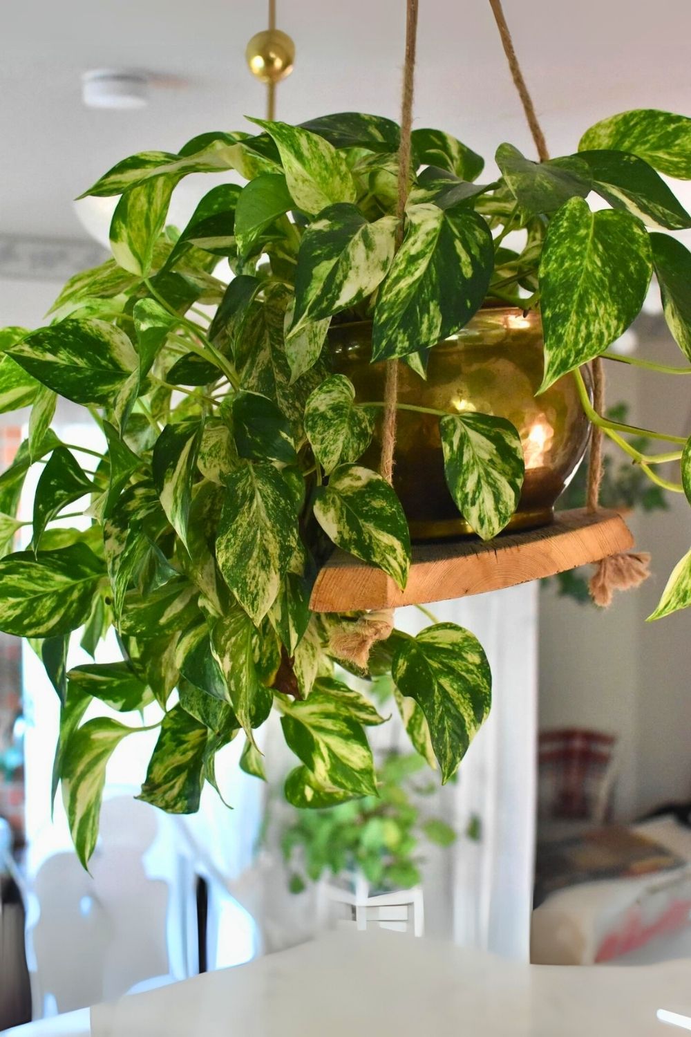 60 Creative Ideas to Decorate Your Home with Money Plants | Houseplant ...