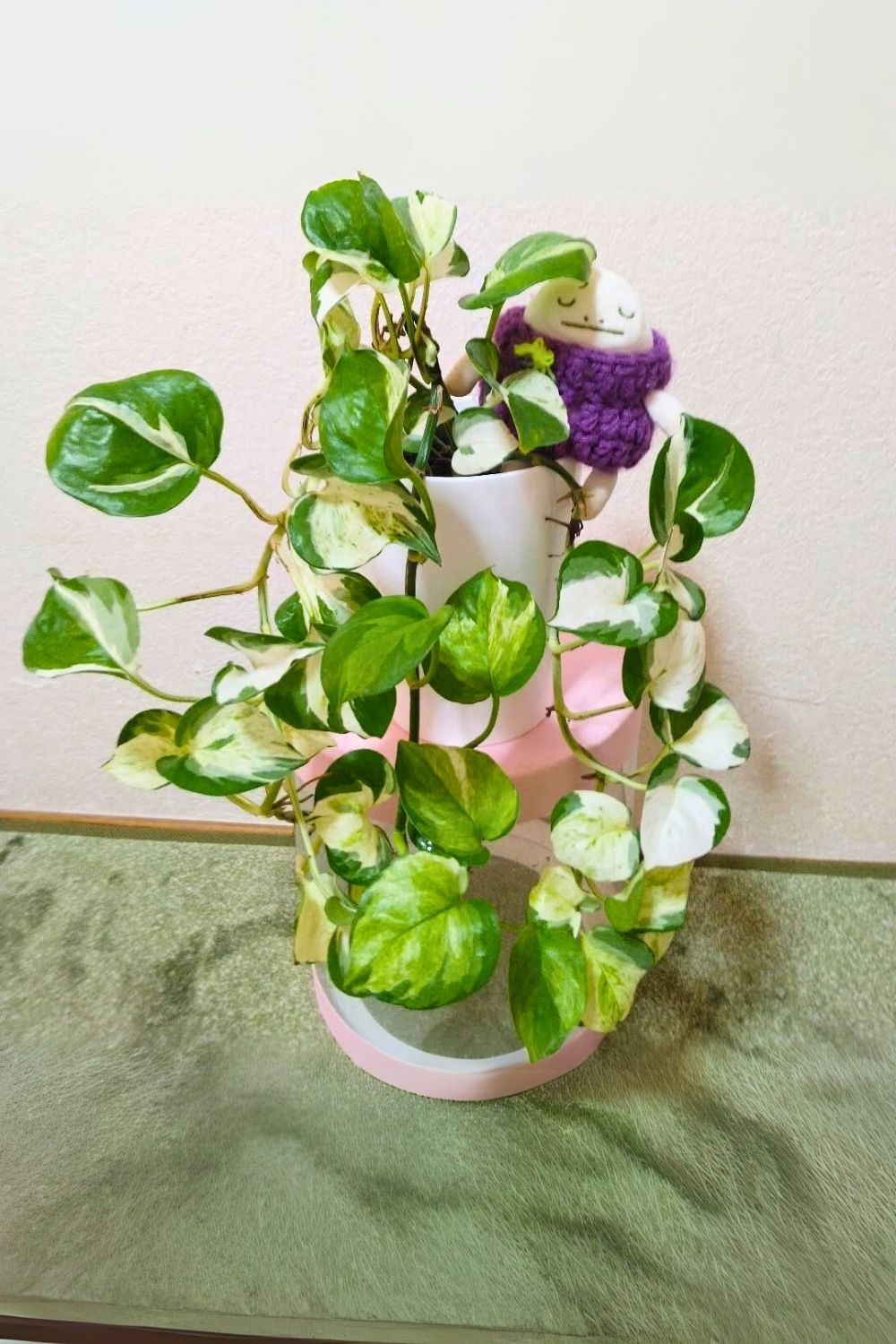 60 Creative Ideas to Decorate Your Home with Money Plants | Houseplant ...