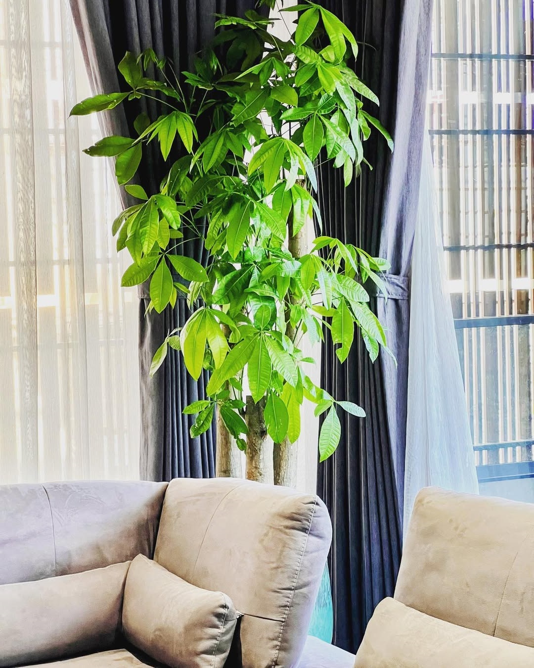 Essential Care Tips for a Thriving Money Tree Plant | Houseplant Alley