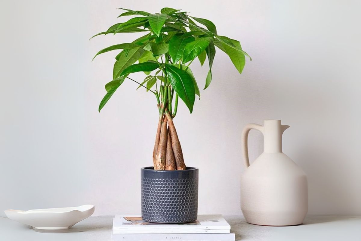Essential Care Tips for a Thriving Money Tree Plant | Houseplant Alley