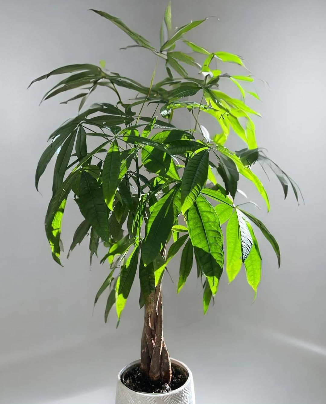 Essential Care Tips for a Thriving Money Tree Plant | Houseplant Alley