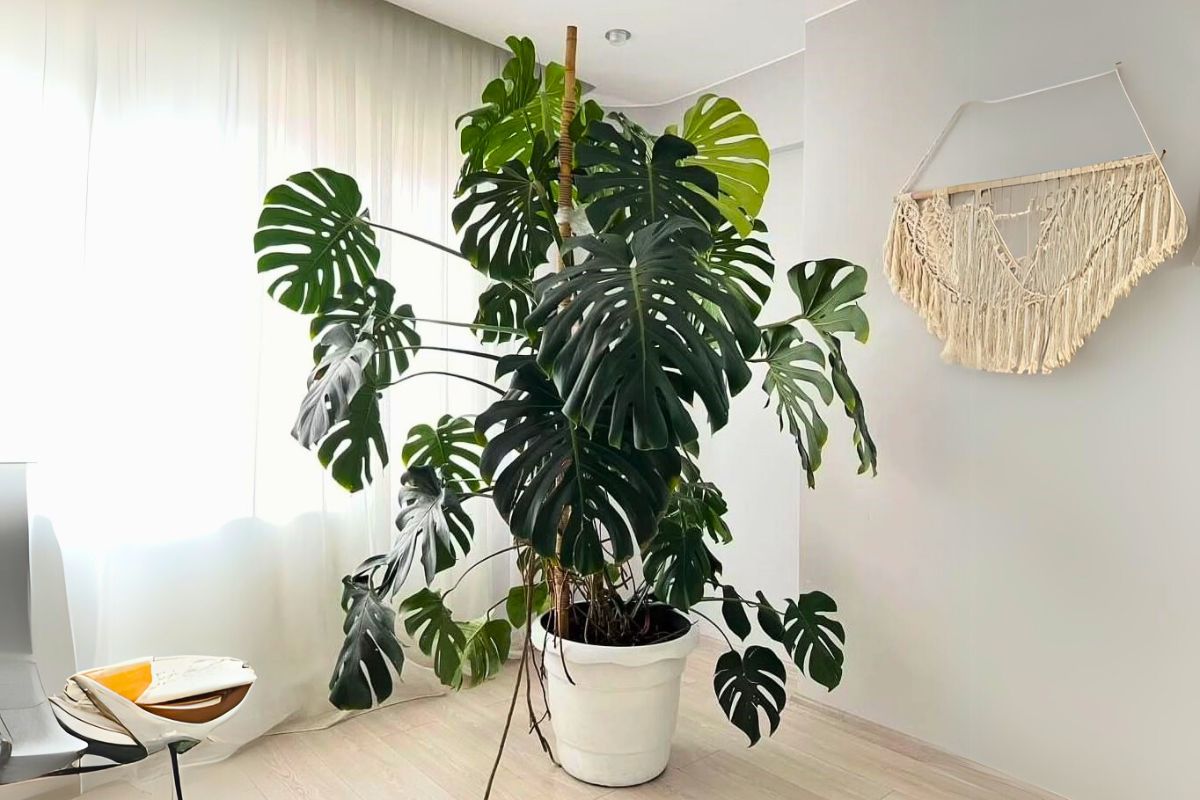 The Ultimate Guide to Growing Monstera Deliciosa Indoors | Houseplant Alley