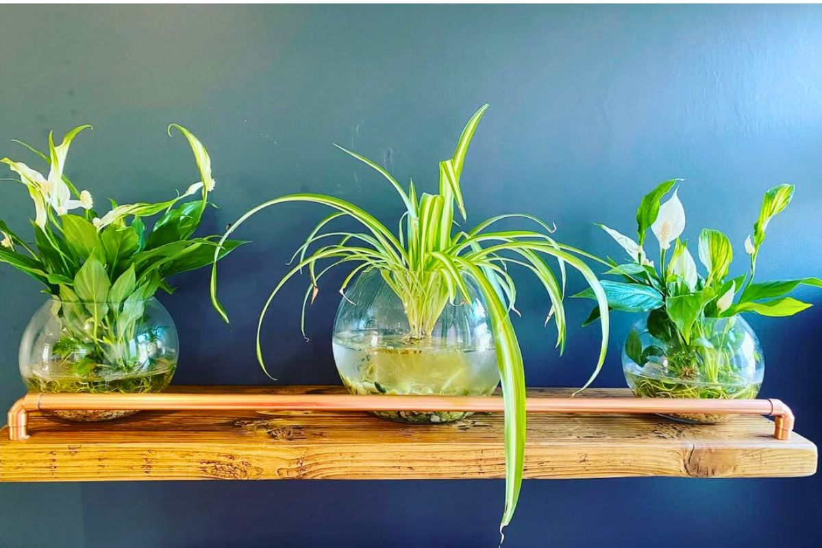 The Ultimate Guide to Growing Spider Plants in Water | Houseplant Alley