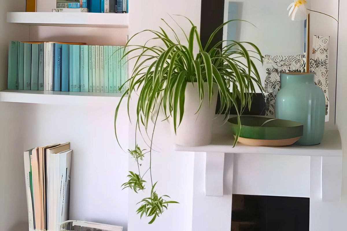 The Perfect Pots for Your Spider Plants: A Comprehensive Guide ...