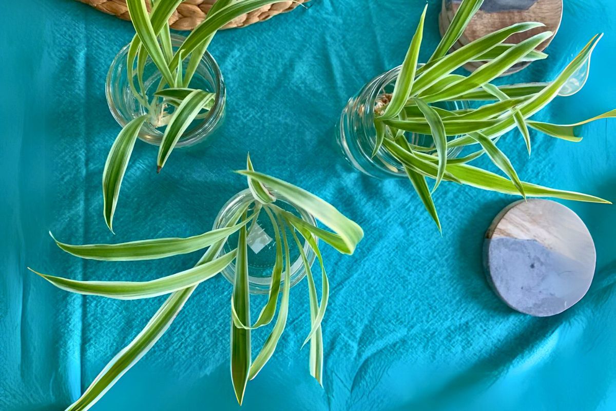 Propagating Spider Plants: Everything You Need to Know | Houseplant Alley