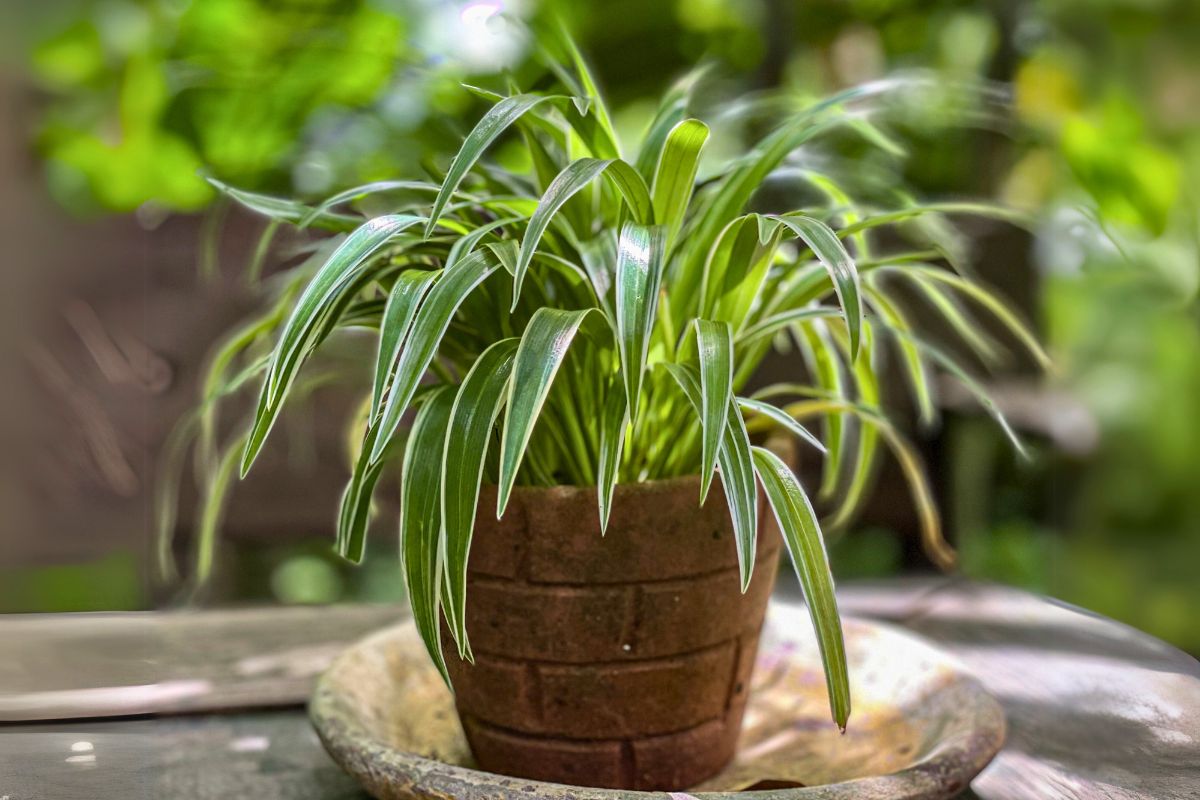 The Perfect Soil for Thriving Spider Plants | Houseplant Alley