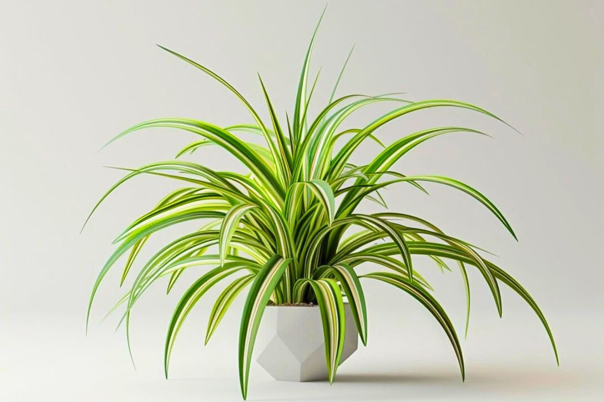 Mastering the Art of Spider Plant Styling: Pruning and Shaping ...