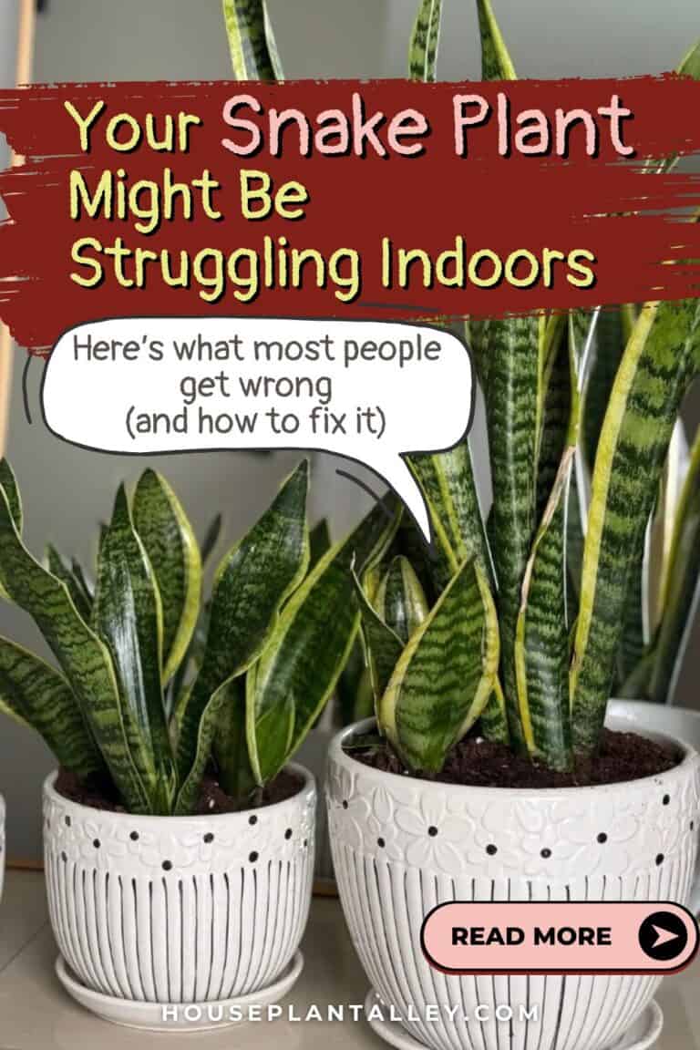 The Ultimate Indoor Care Guide for Snake Plant (Sansevieria trifasciata ...